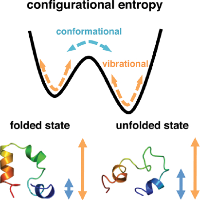 74. Dissecting Protein Configurational Entropy into Conformational and Vibrational Contributions ...
