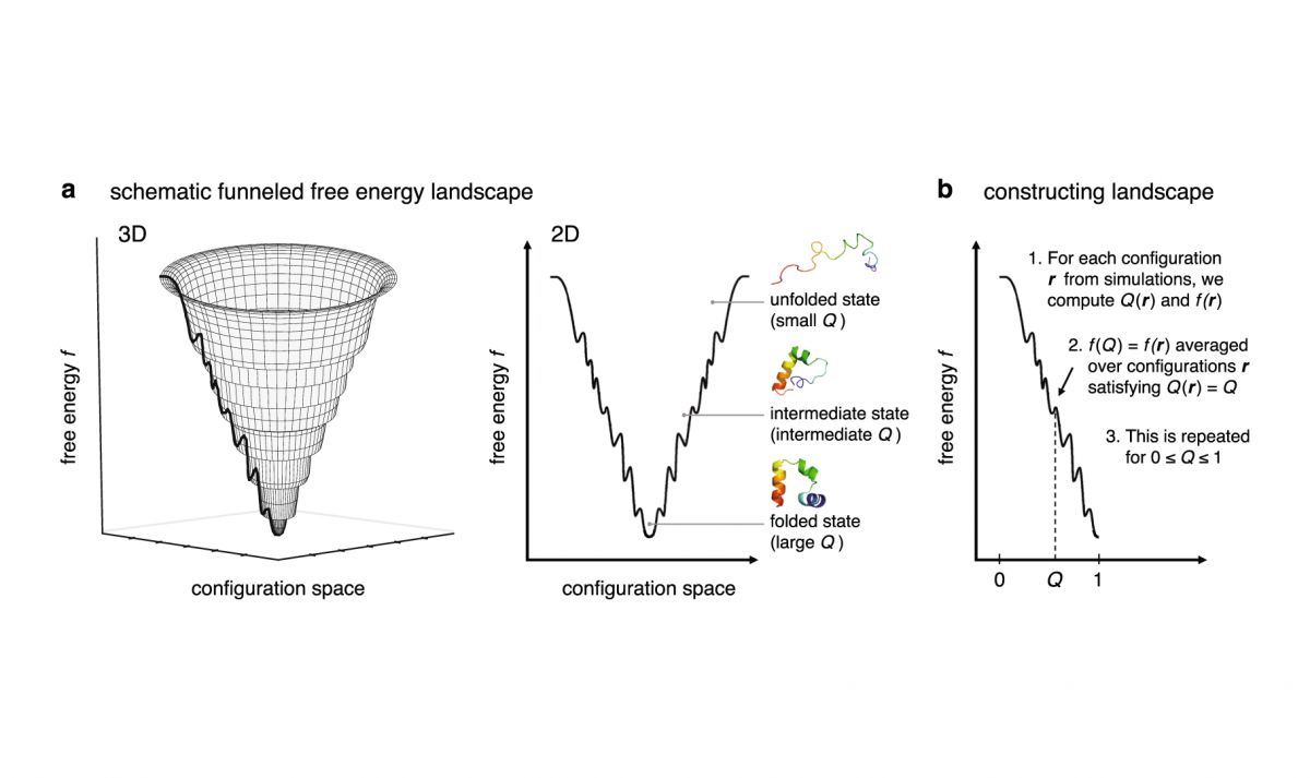 88 Folding Free Energy Landscape Of Ordered And Intrinsically Disordered Proteins Hamlab